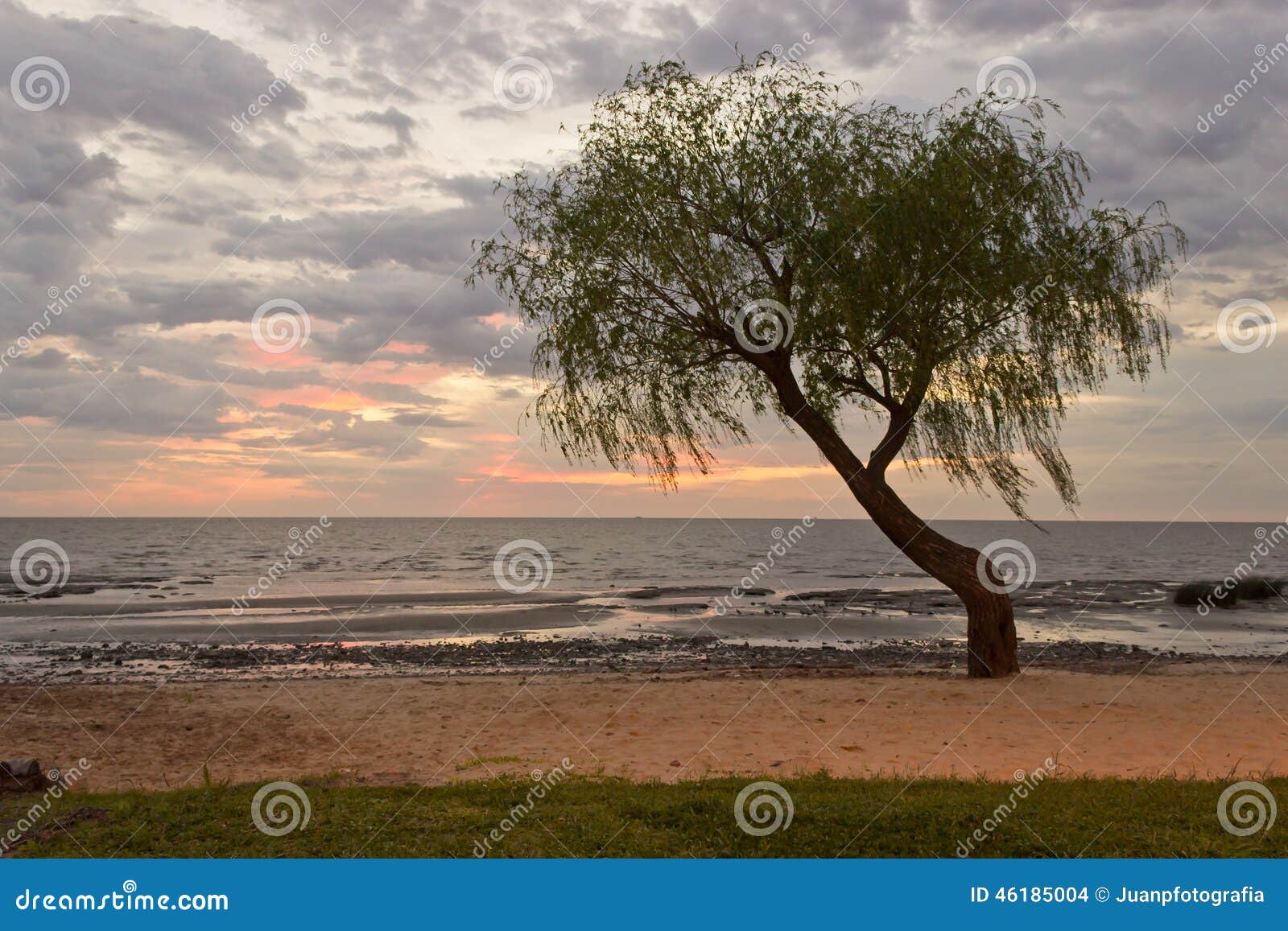 Tree sunrise stock photo. Image of tree, waves, beach - 46185004