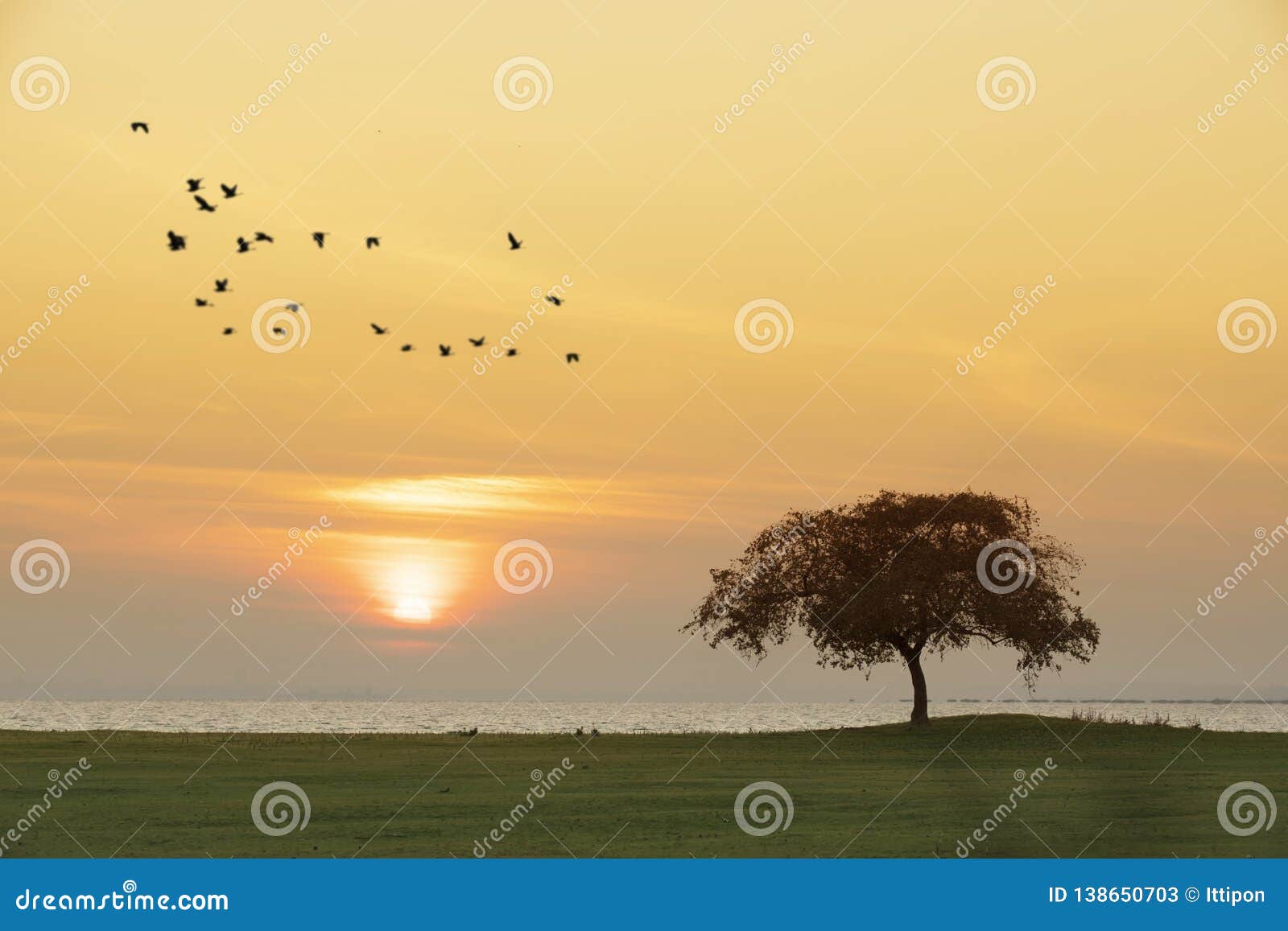 Tree with sunrise sky stock image. Image of beauty, heaven - 138650703