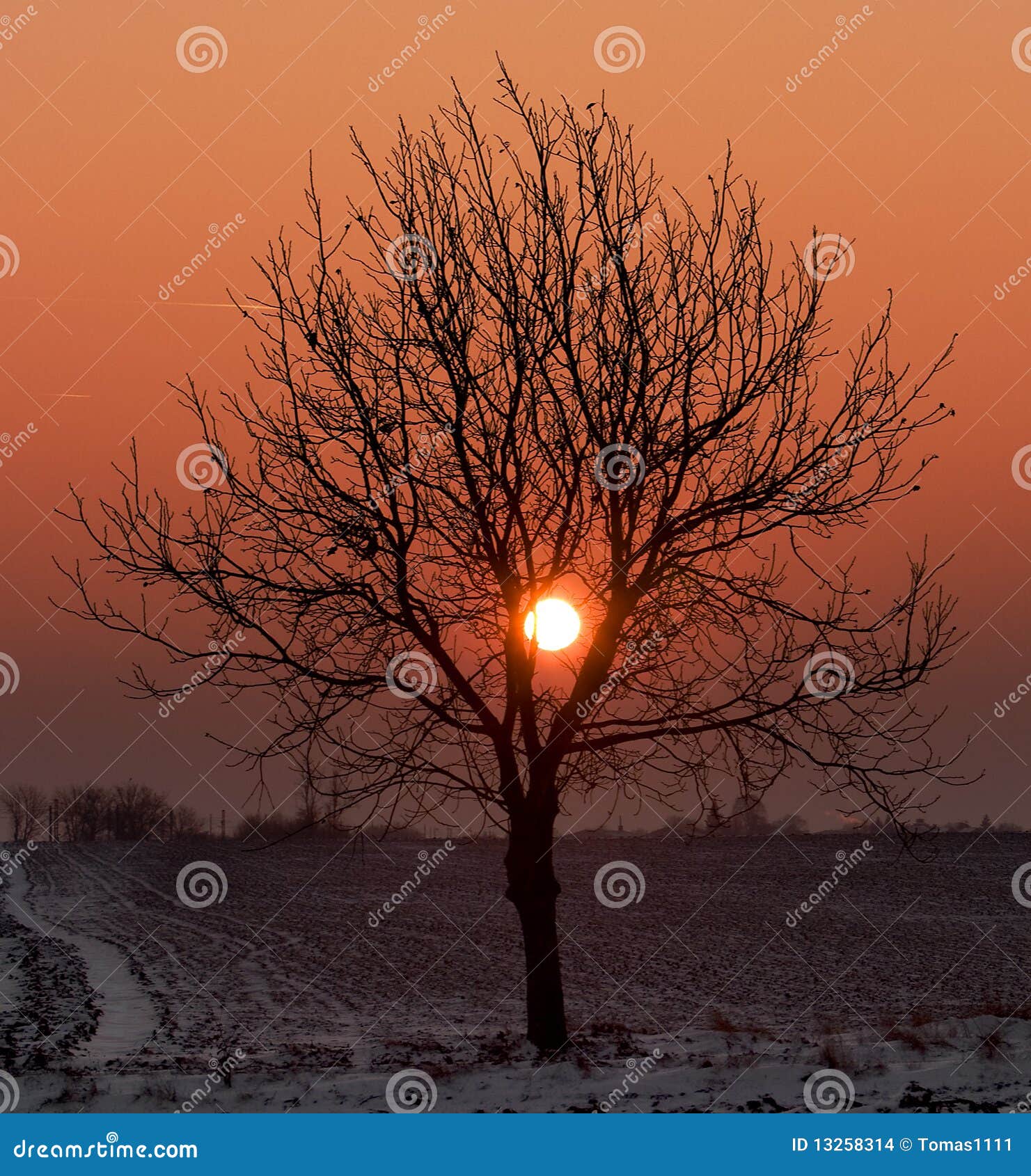 Tree on sunset stock photo. Image of american, dusk, light - 13258314