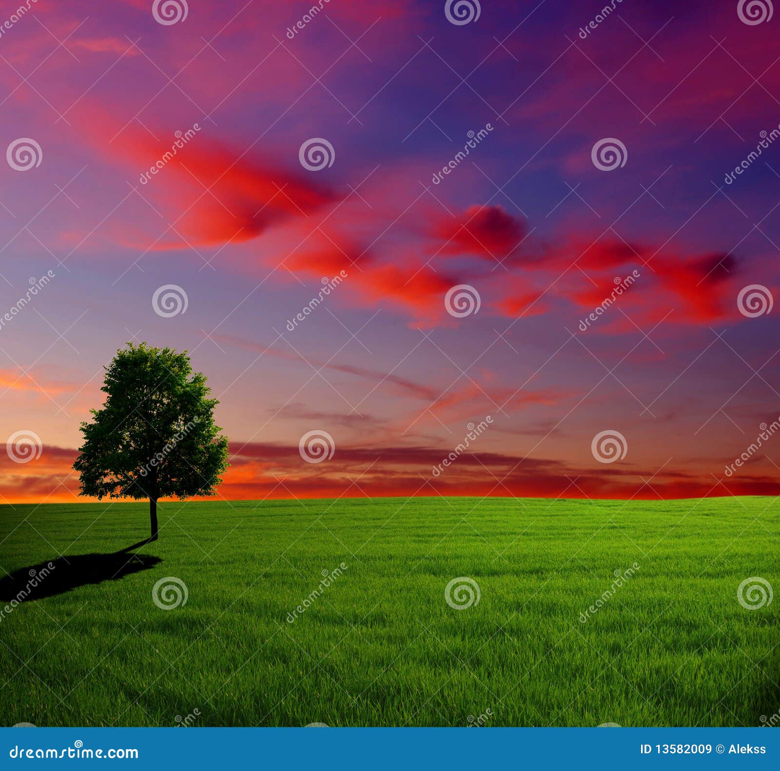 Tree on sunset stock image. Image of herb, countryside - 13582009