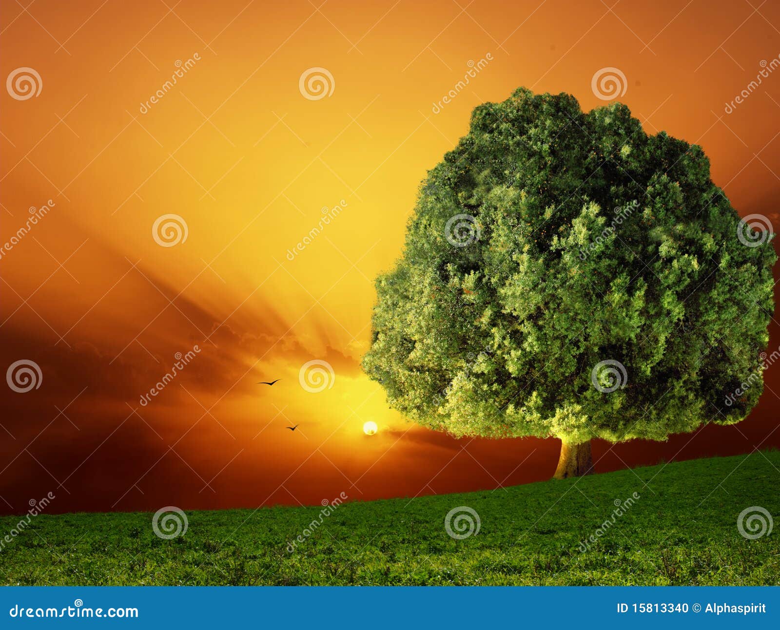 Tree and sunset stock photo. Image of sunset, cloud, grass - 15813340