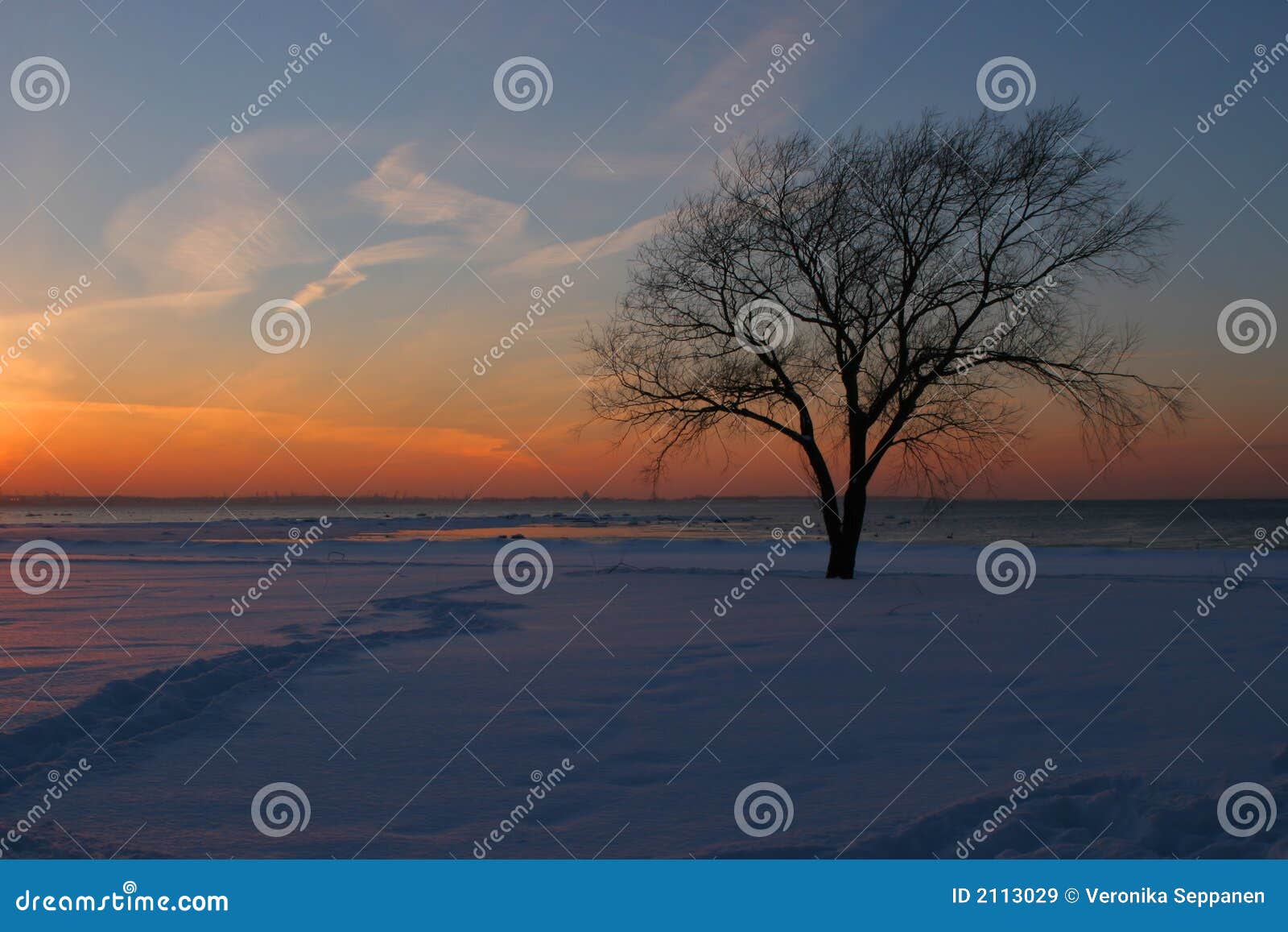 Tree at sunset stock image. Image of blue, land, dawn - 2113029