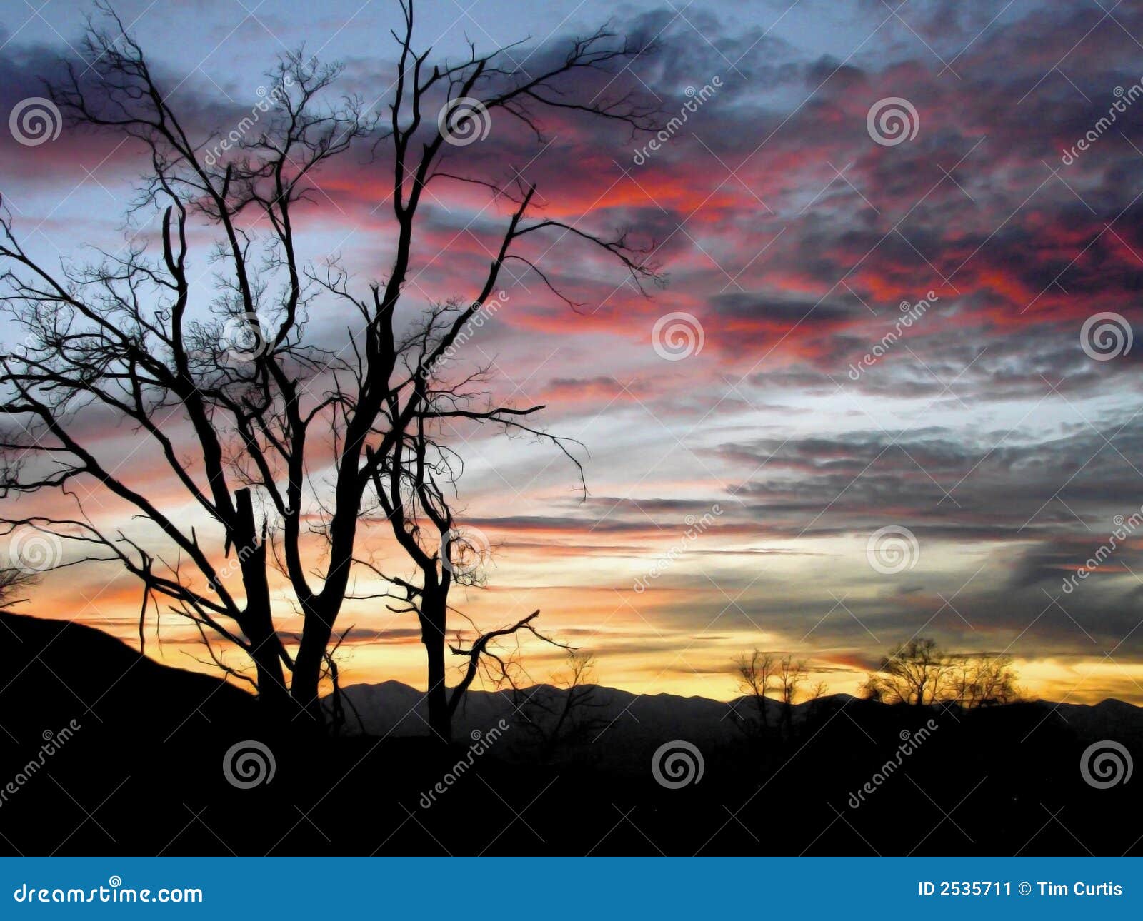 Tree in sunset stock image. Image of dark, tree, color - 2535711