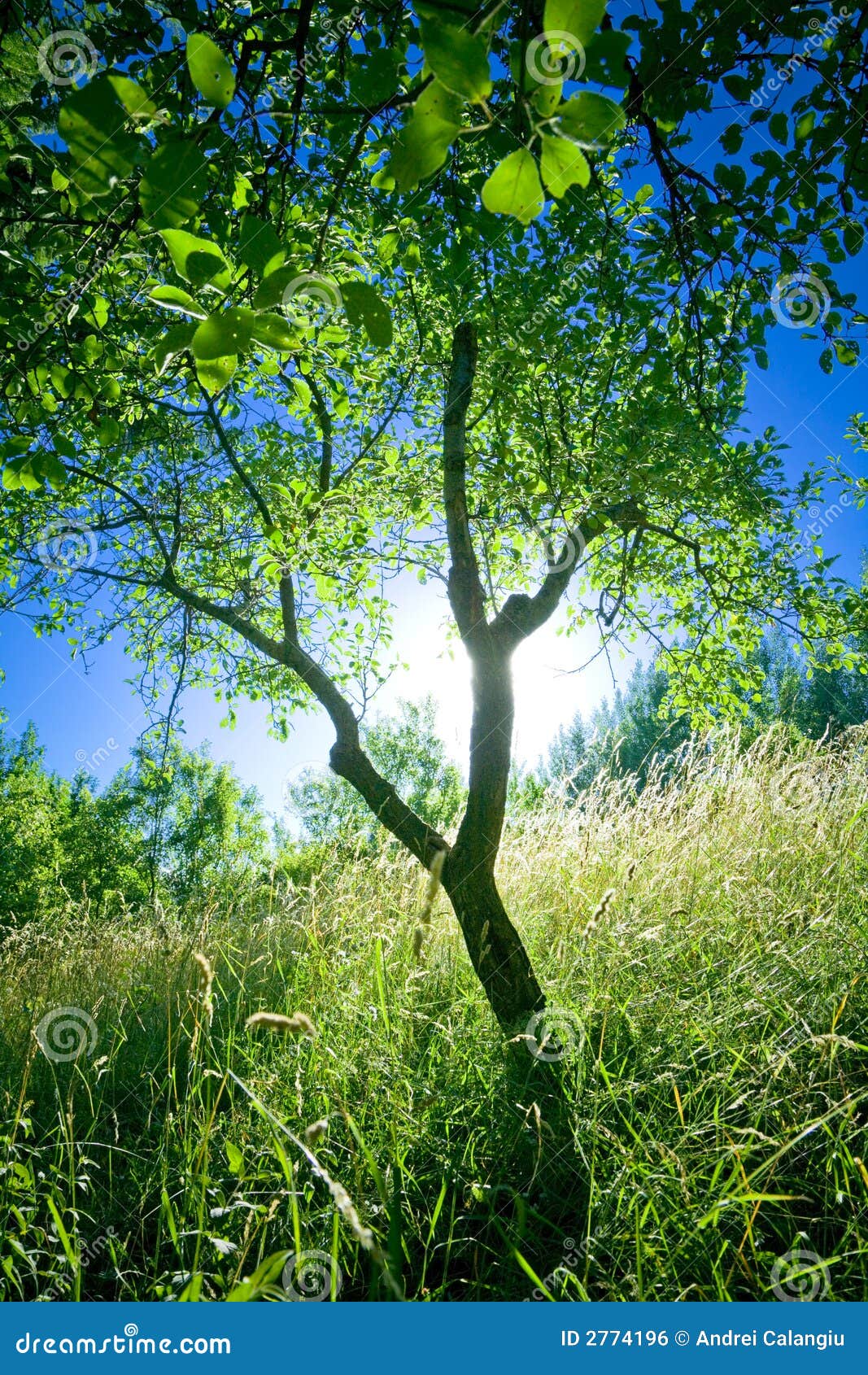 Tree at sunset stock photo. Image of dusk, grass, nature - 2774196