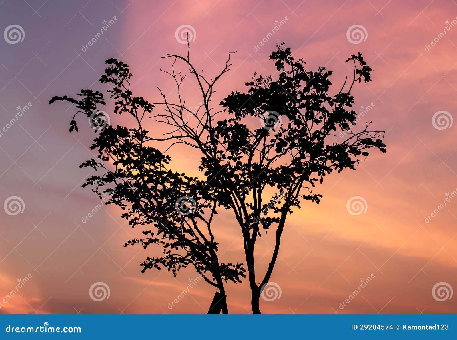 Tree during sunset stock photo. Image of bounty, ocean - 29284574