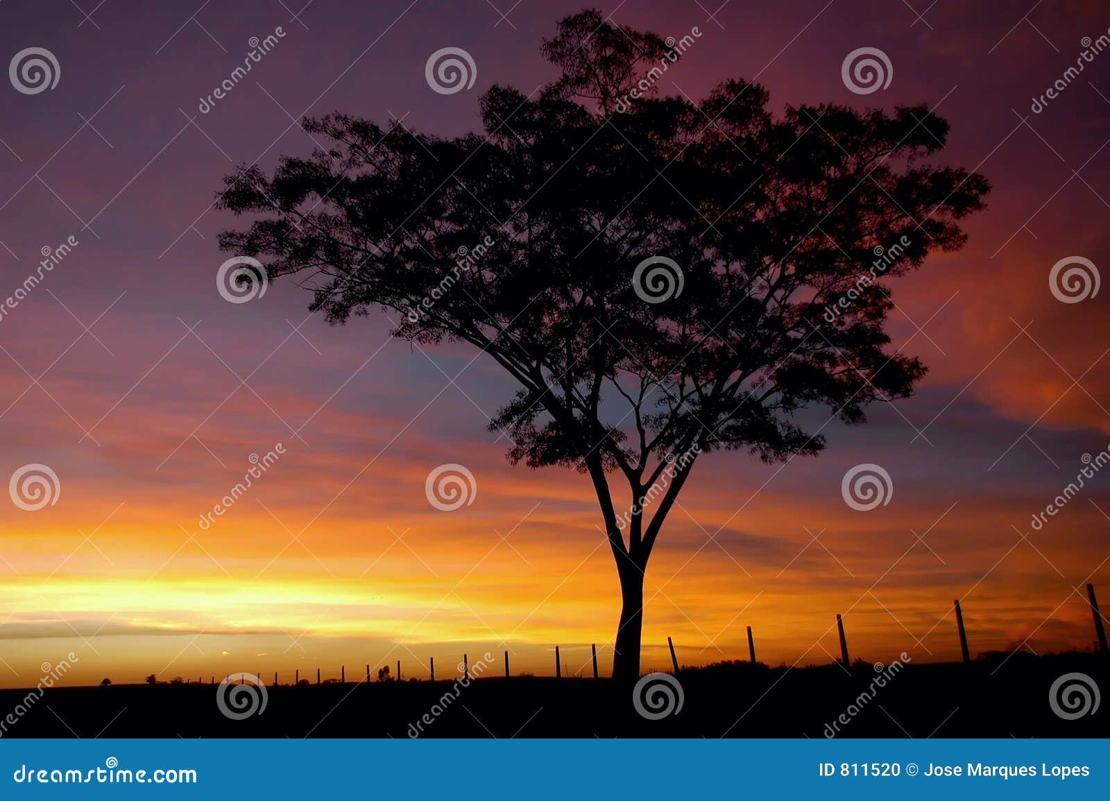 Tree and sunset stock photo. Image of wallpaper, field - 811520