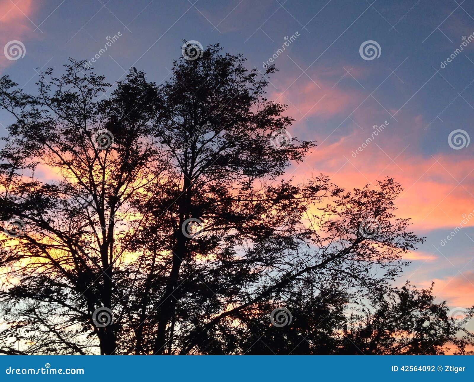Tree with Sunset in Background Stock Photo - Image of orange, leaves ...