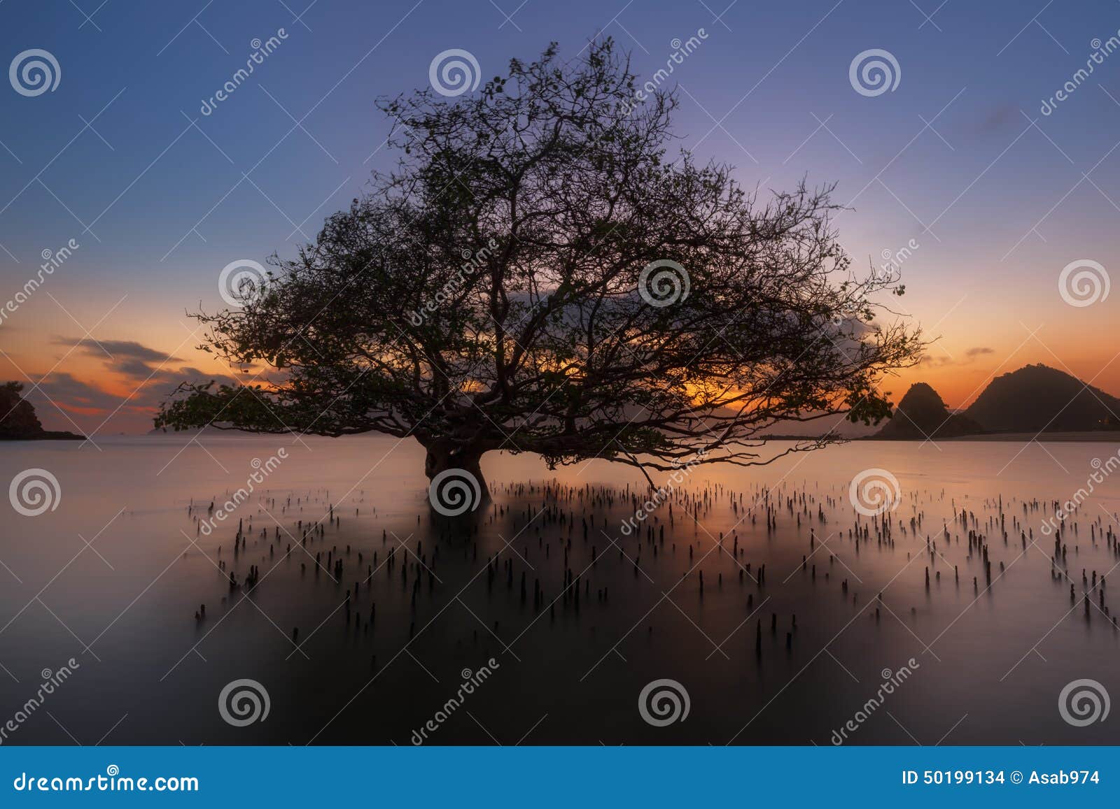 Tree during sunset stock photo. Image of mountain, beach - 50199134