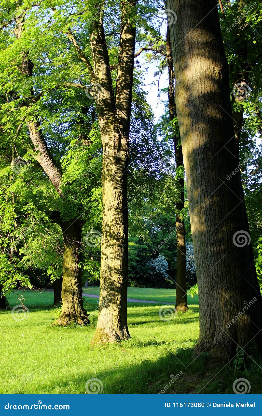 Tree sunset 005 stock photo. Image of sunny, beautyful - 116173080