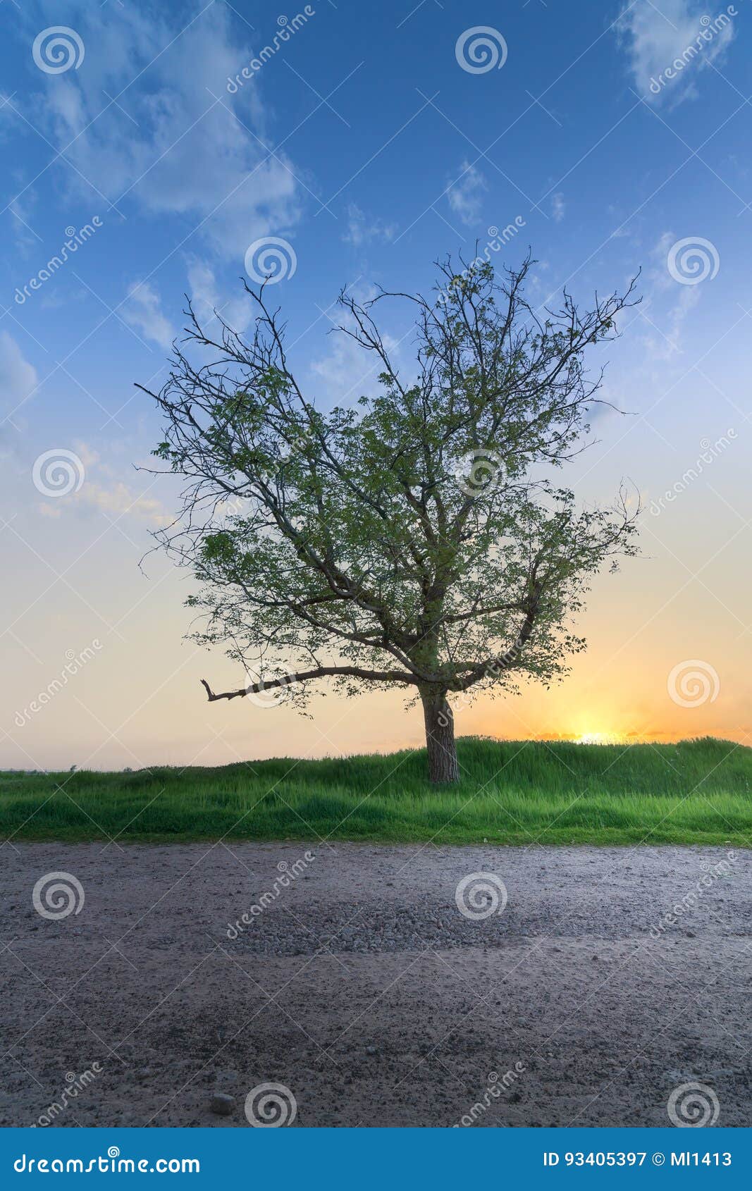 Tree in sunset stock image. Image of grass, scenic, horizon - 93405397