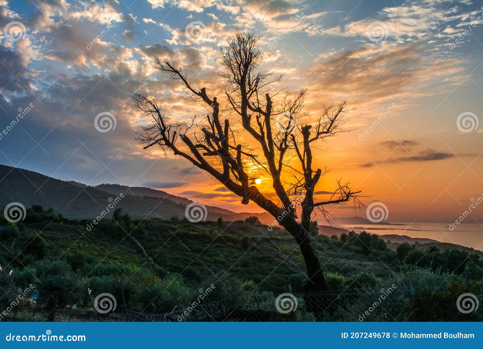 Tree Sunset, Colorful Sky With Sunset And Big Tree , Abstract ...