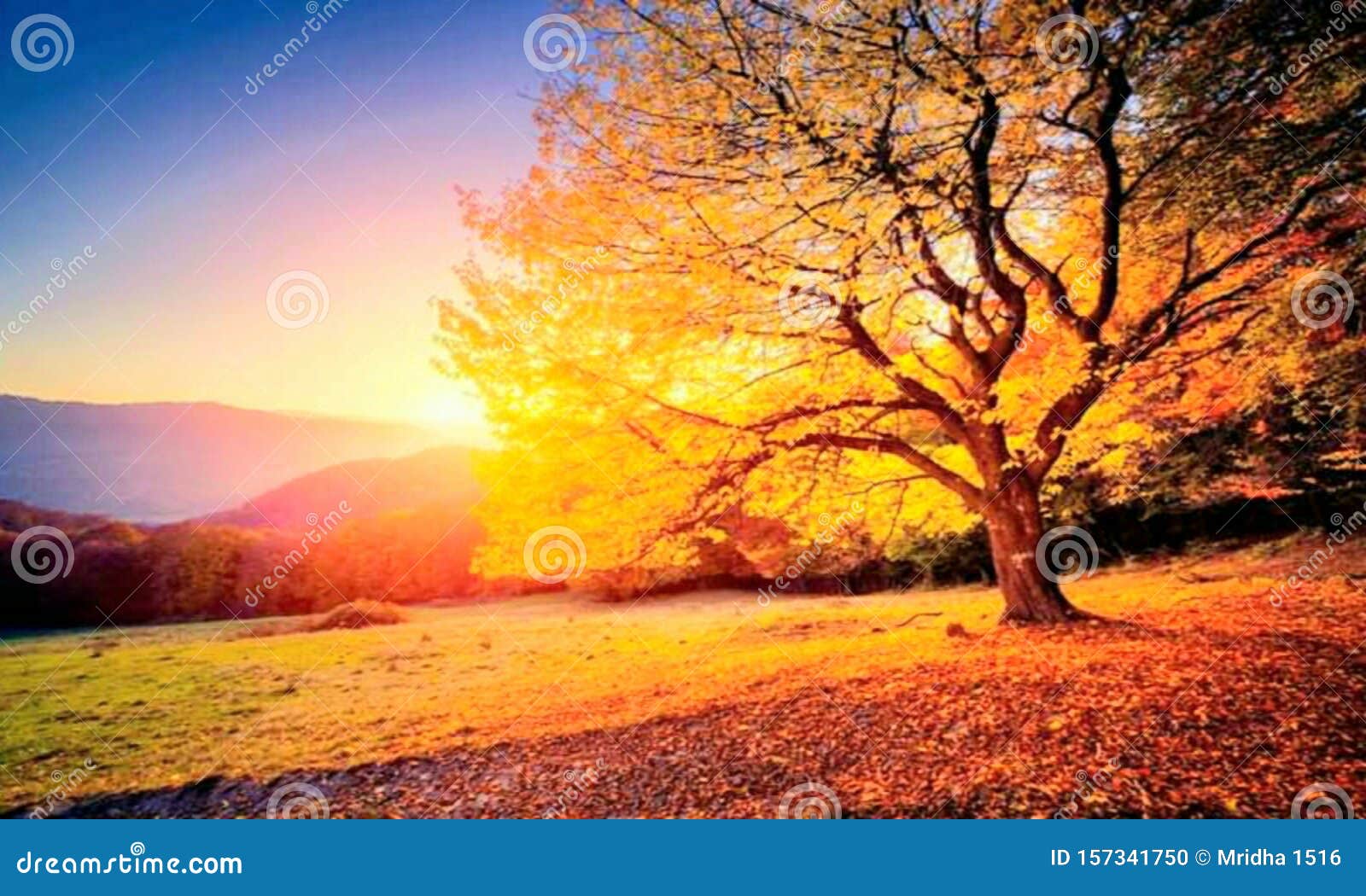 Tree, sunset, hills, stock photo. Image of hills, treesunset - 157341750