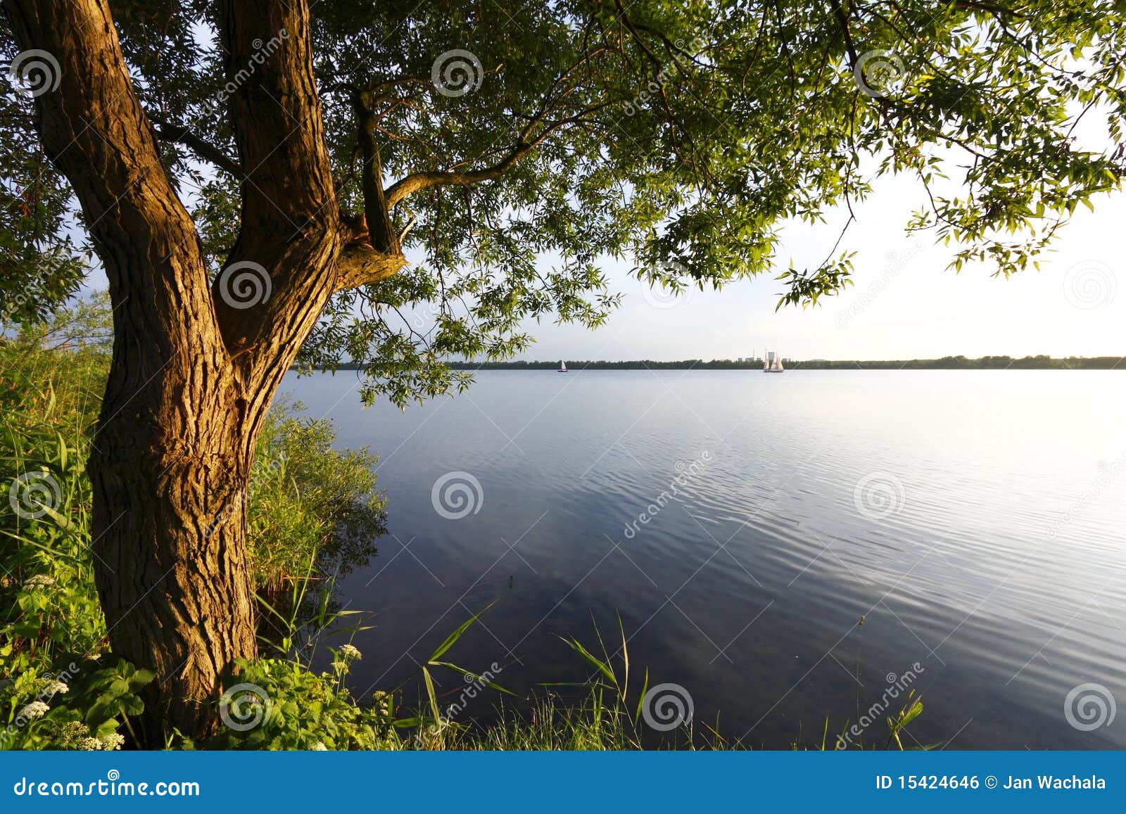 Tree and sunset lake stock photo. Image of romantic, horizon - 15424646