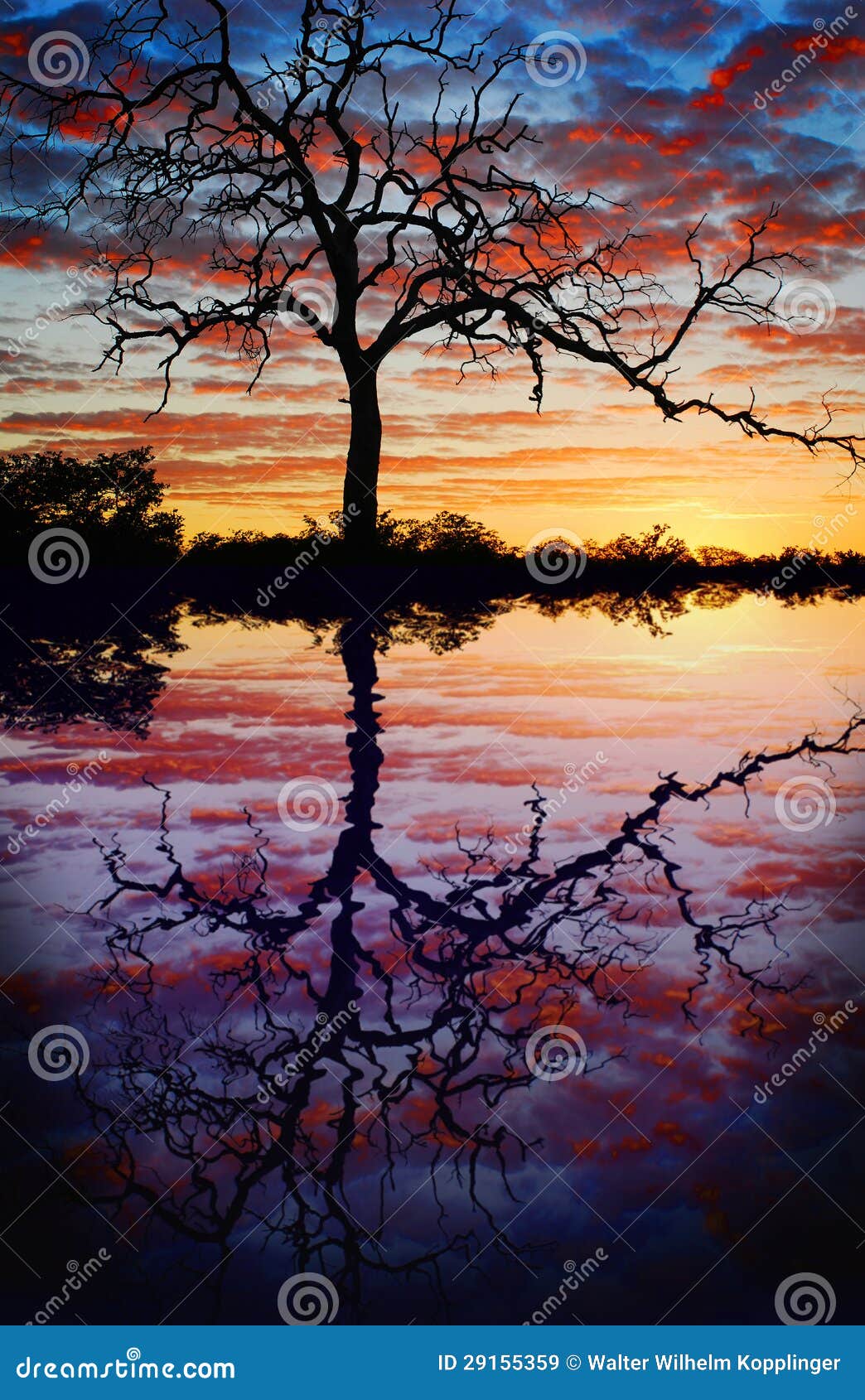 Tree at sunset lake stock image. Image of dead, lake - 29155359