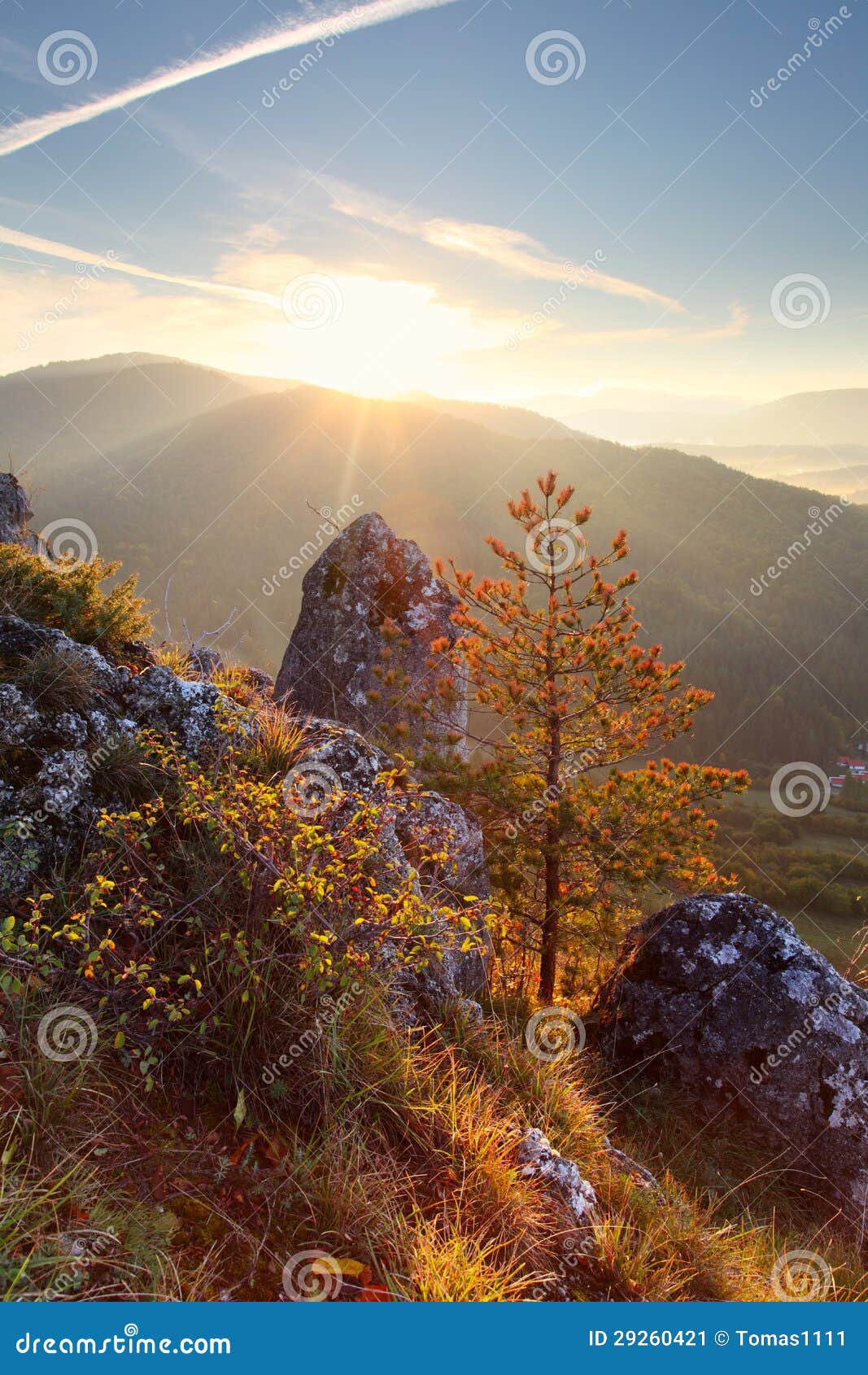 Tree on sunset in mountain stock image. Image of rocky - 29260421