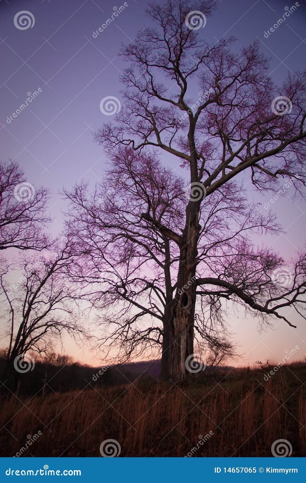 Tree at Sunset with Purple Sky Stock Image - Image of color, alone ...
