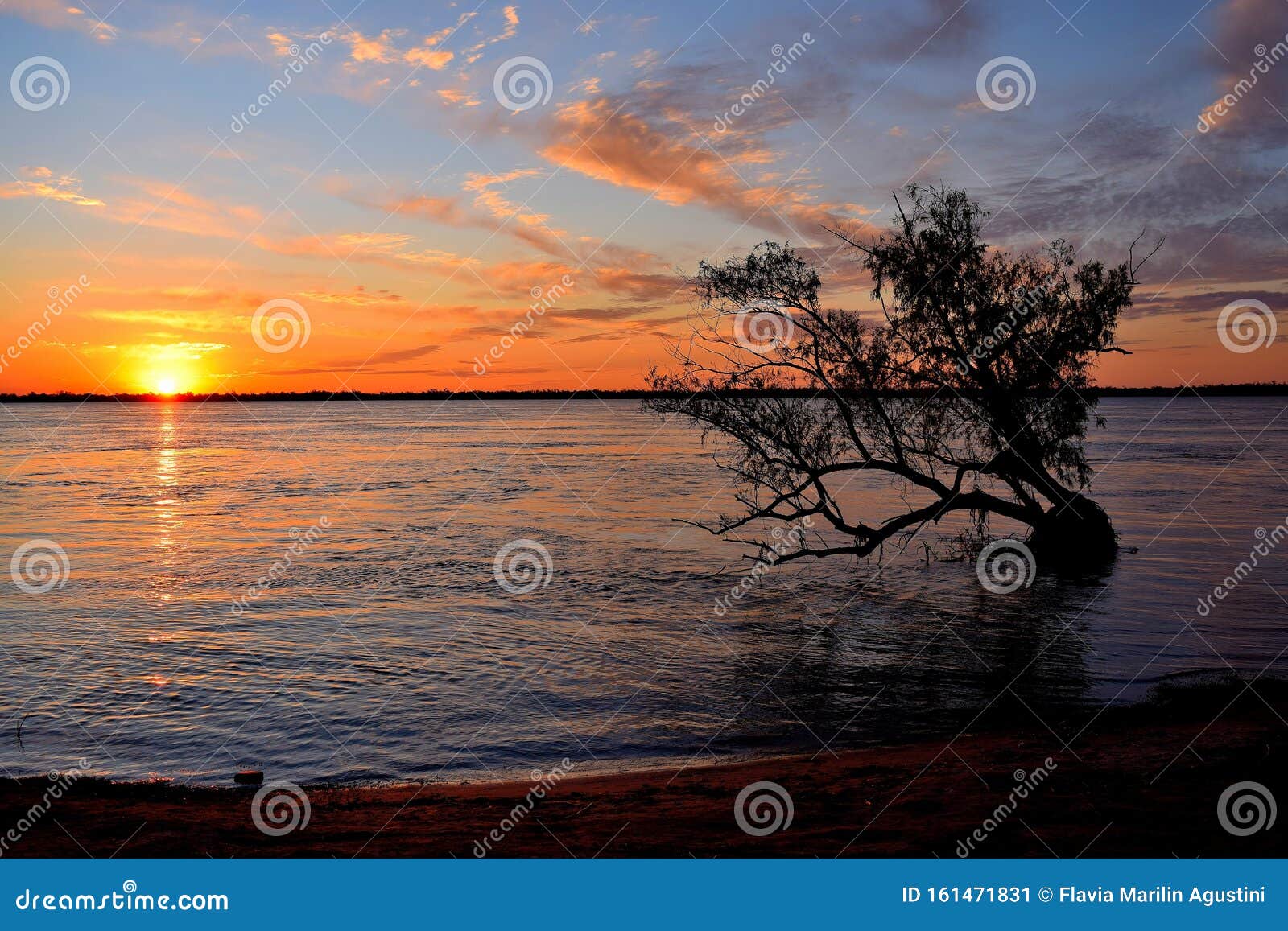 Tree in a Sunset on the River Stock Image - Image of summer, tourism ...