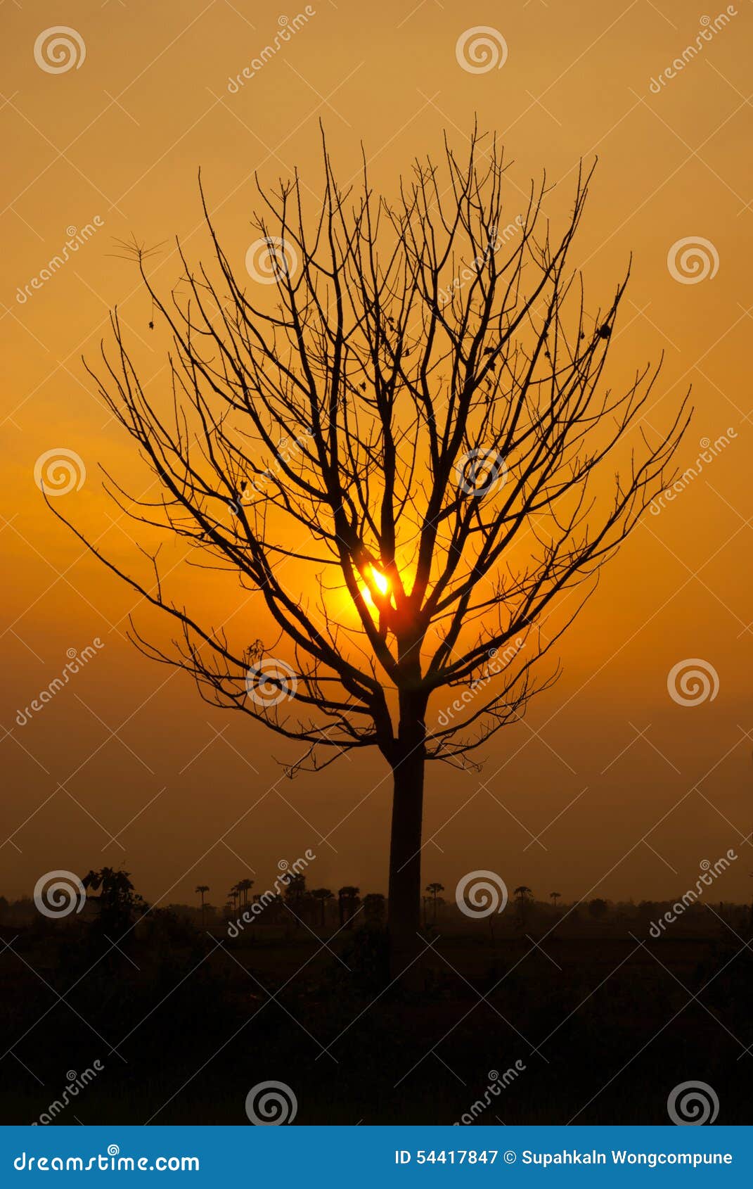 Tree in sunset stock image. Image of sunset, magical - 54417847