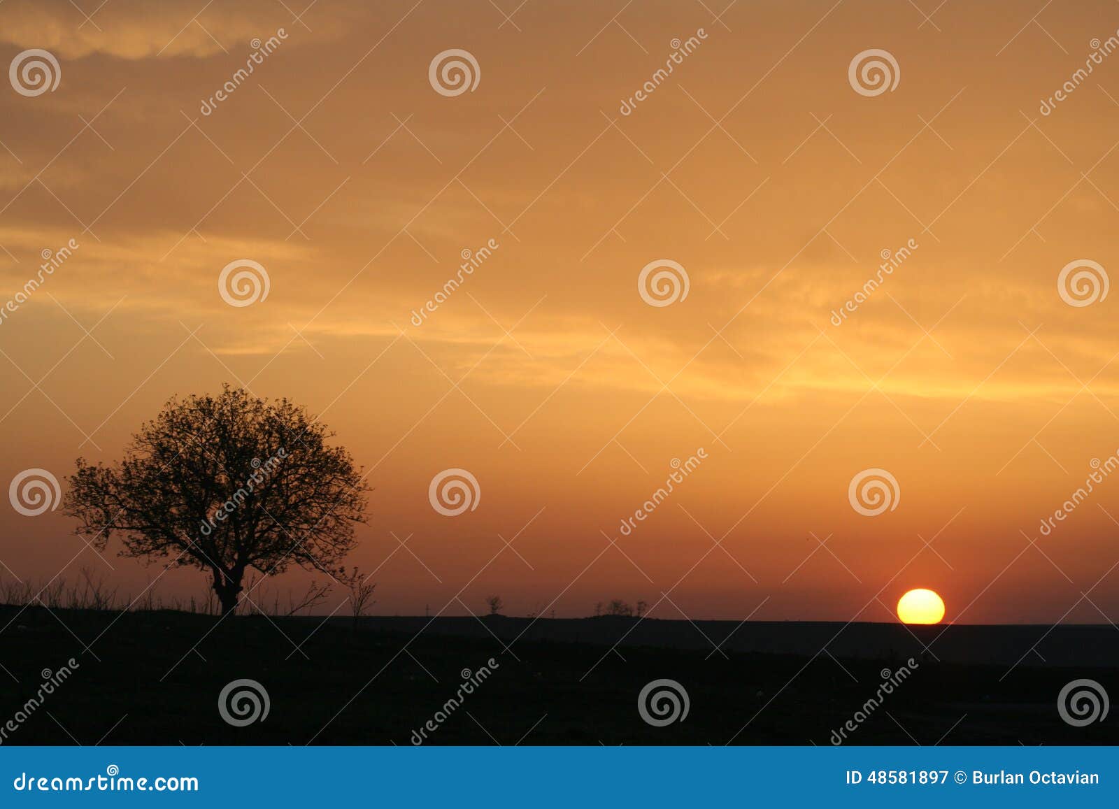 Tree on sunset stock image. Image of silhouette, morning - 48581897