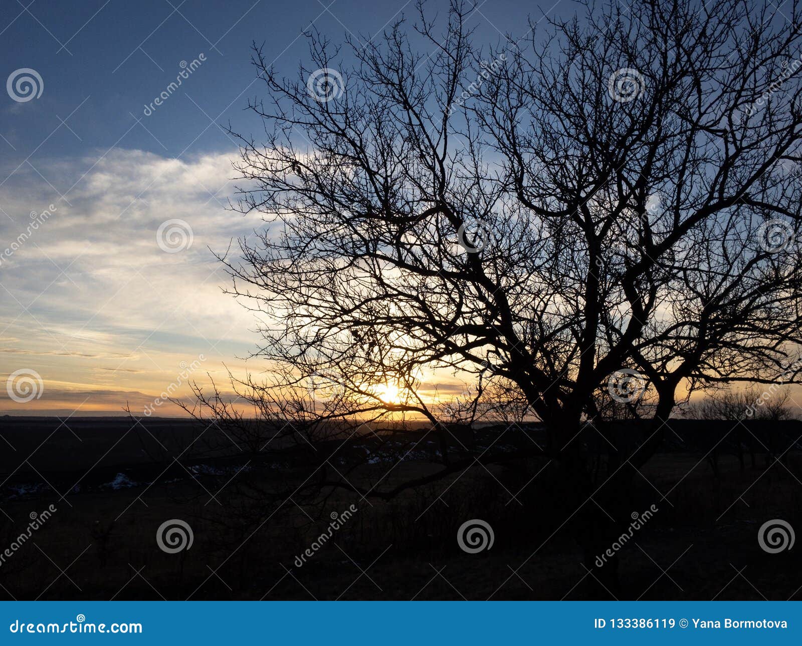 Tree at Sunset on the Sky Background Stock Image - Image of sunrise ...