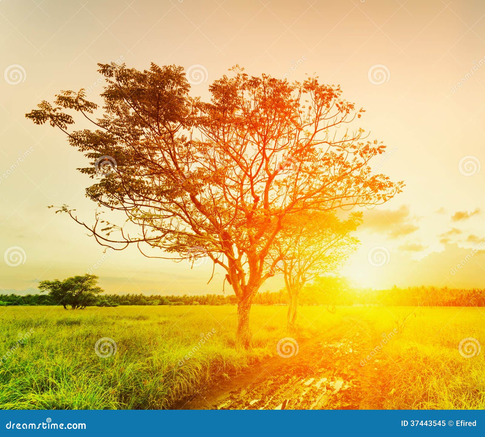 A Tree at Sunset Time. Summer Landscape Stock Image - Image of dusk ...