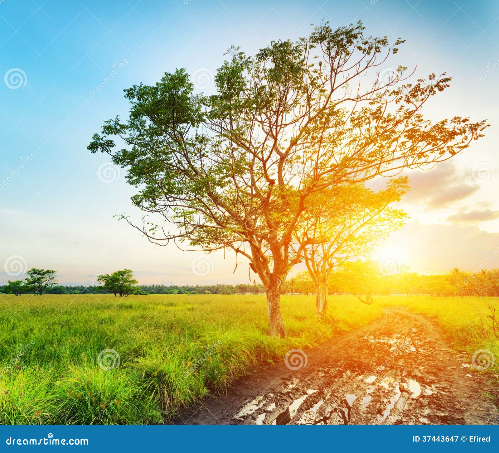 A Tree at Sunset Time. Summer Landscape Stock Image - Image of colorful ...