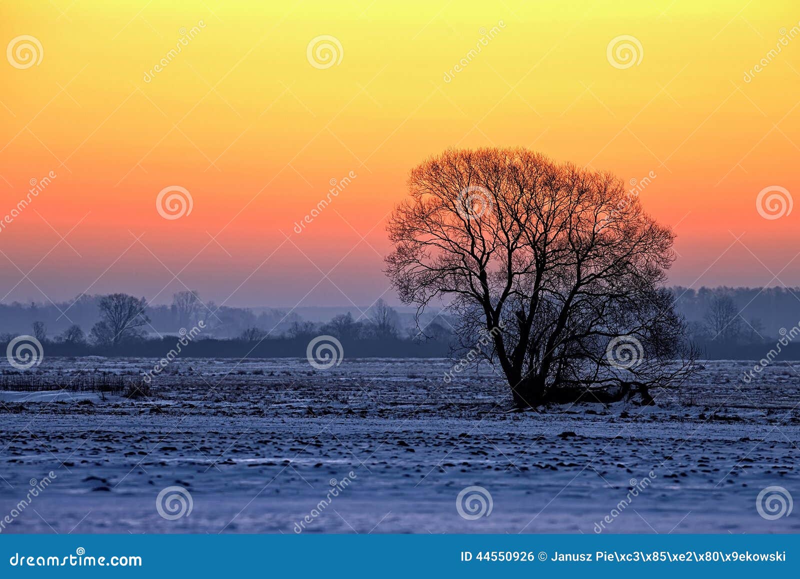 Tree at sunset in winter stock photo. Image of scenic - 44550926