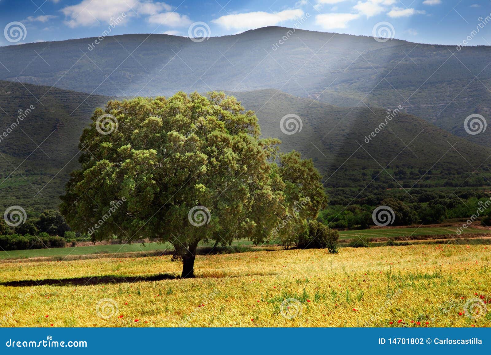 Tree and sunshine stock photo. Image of idyllic, nature - 14701802