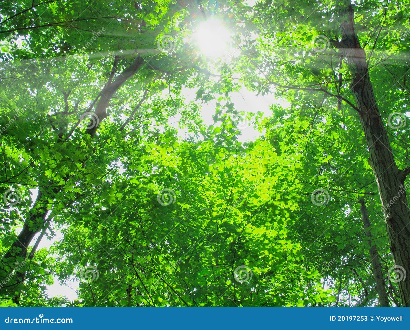 Tree and Sunshine stock image. Image of sunlight, morning - 20197253