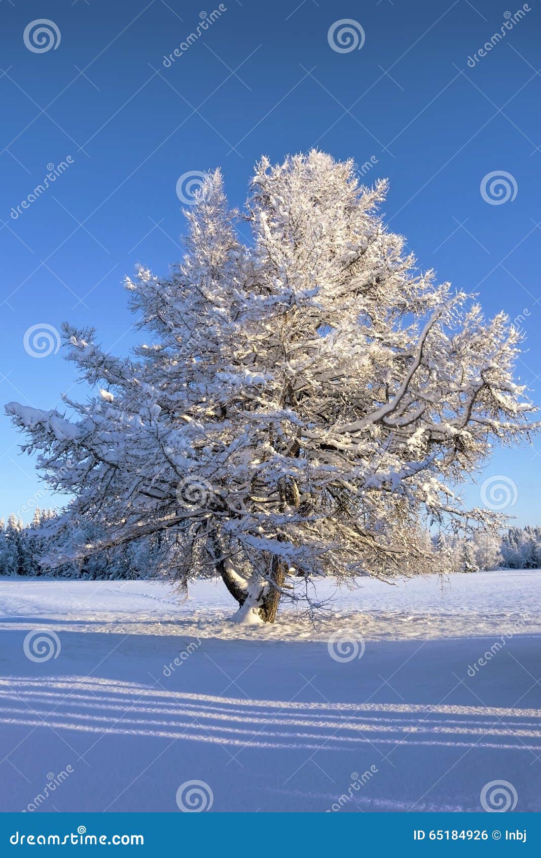 Tree in sunshine stock photo. Image of beauty, branch - 65184926