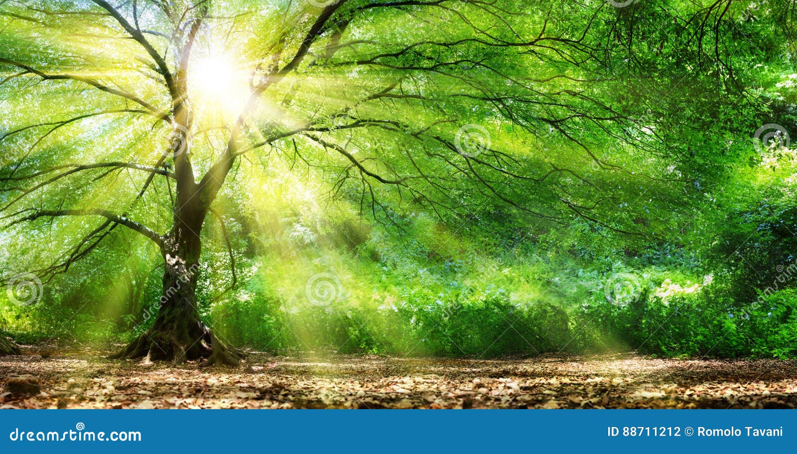 Tree with Sunshine in Wild Forest Stock Photo - Image of rays, green ...