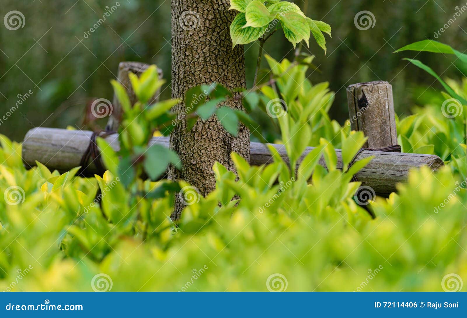 Tree Support in the Park, Close Up. Stock Photo - Image of asia, strong ...