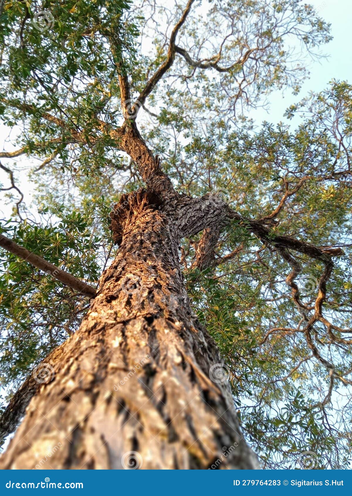 Tree supporting human life stock image. Image of life - 279764283