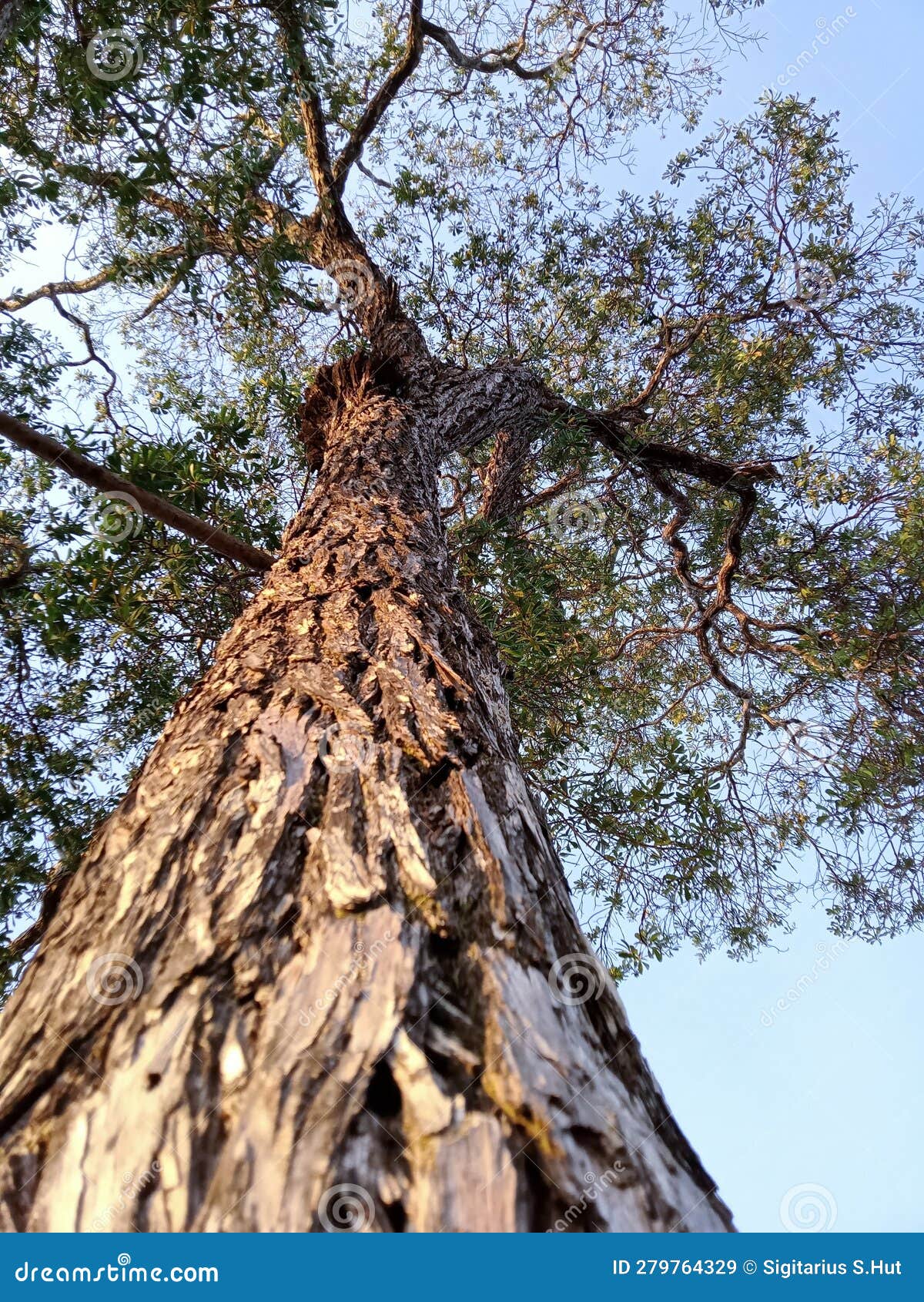 Tree supporting human life stock image. Image of supporting - 279764329