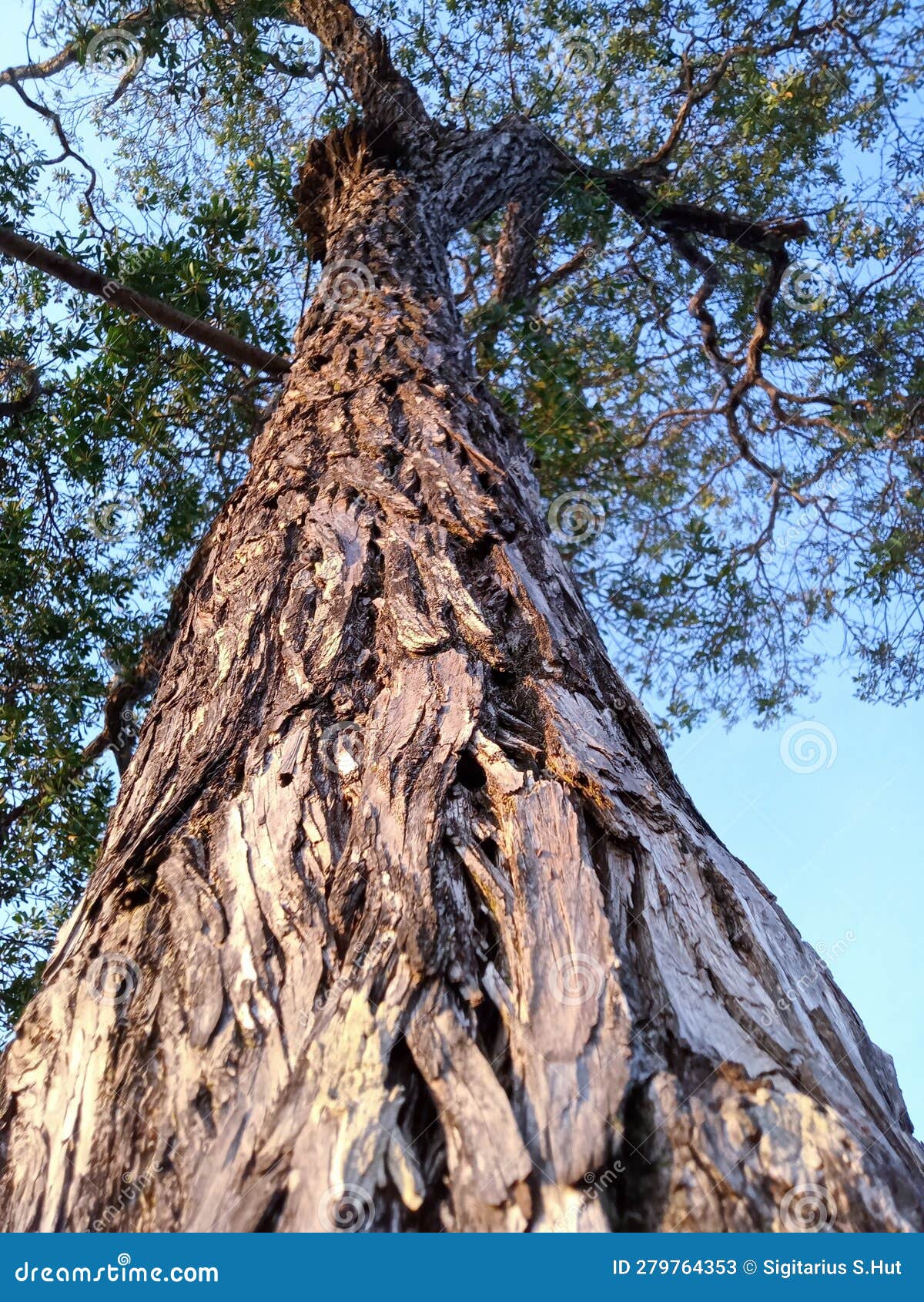 Tree supporting human life stock image. Image of nature - 279764353