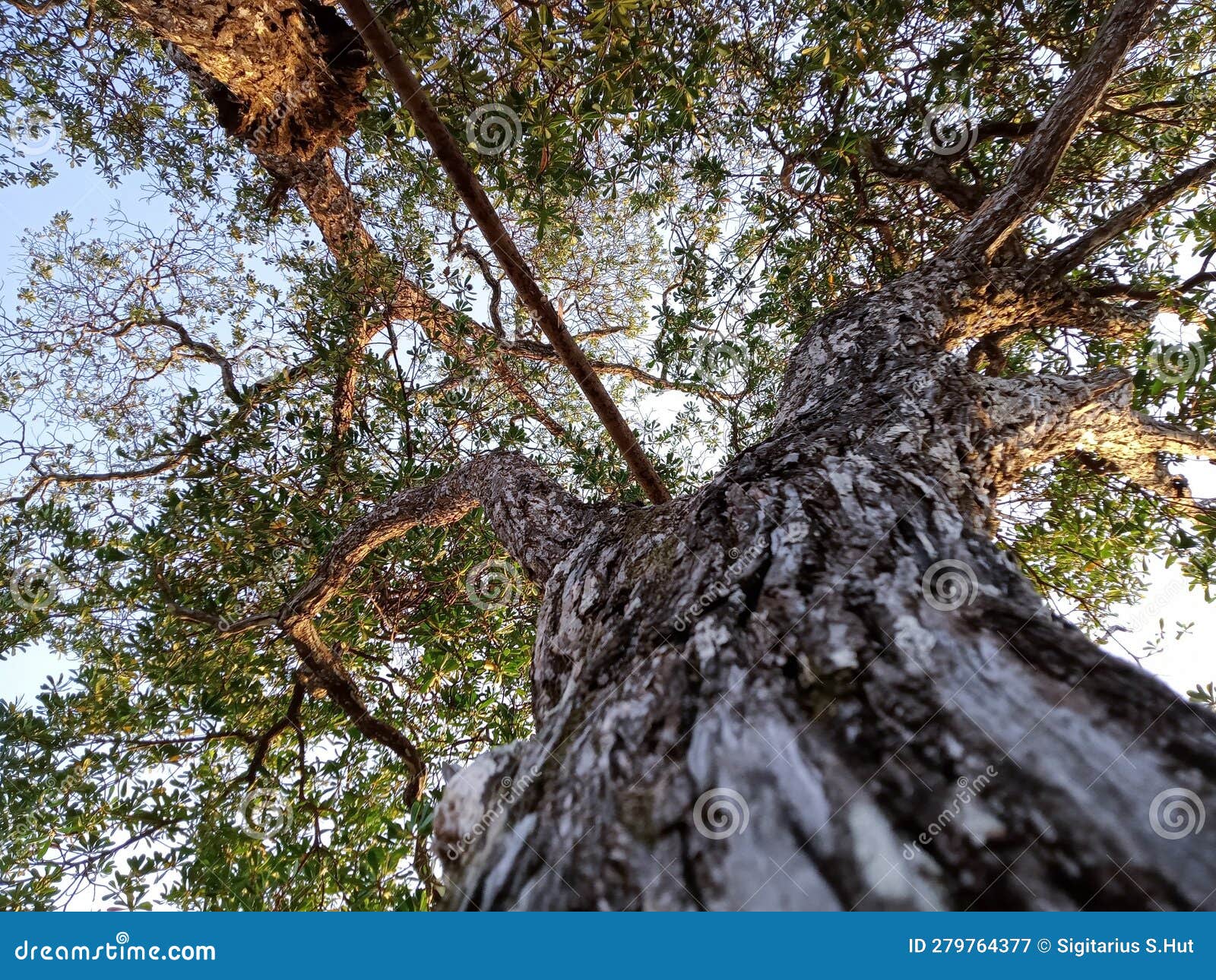 Tree supporting human life stock image. Image of human - 279764377