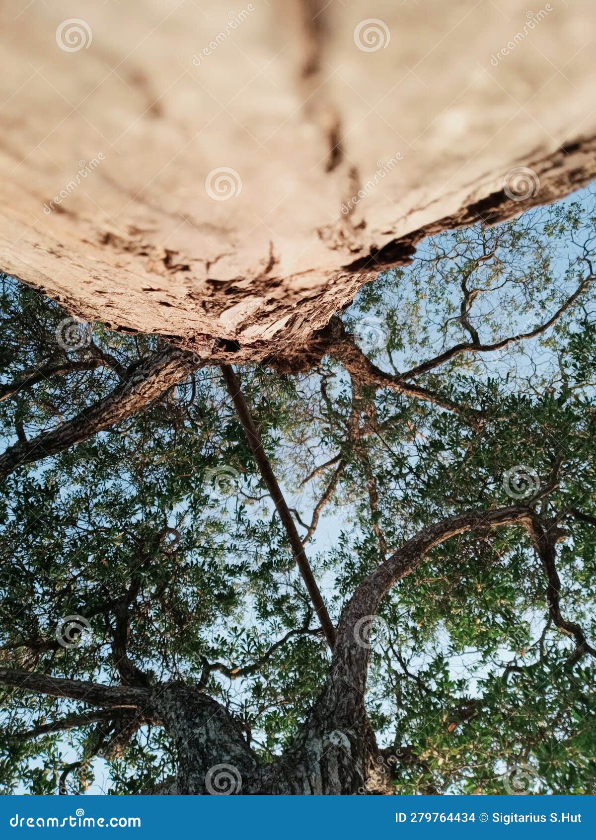 Tree supporting human life stock photo. Image of woodland - 279764434