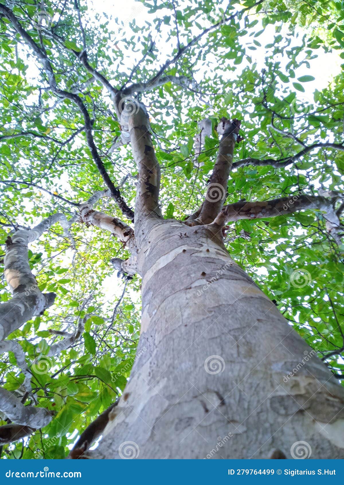 Tree supporting human life stock image. Image of trunk - 279764499