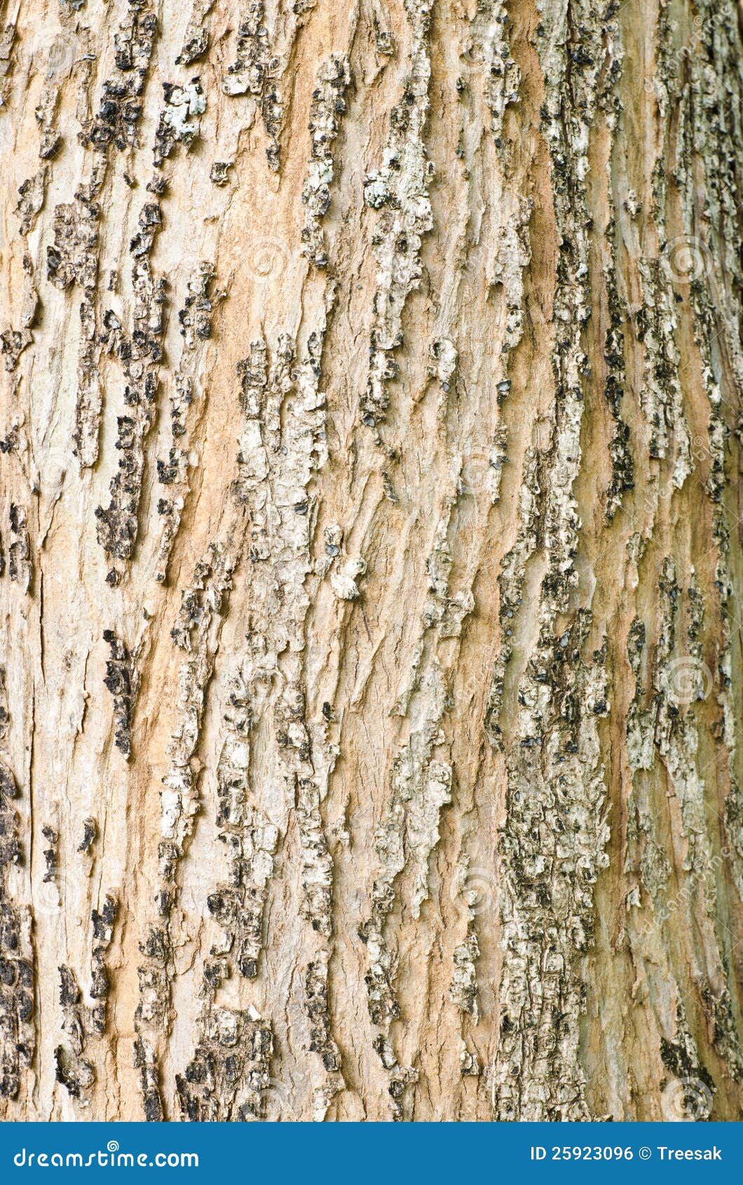 Tree surface stock photo. Image of nature, closeup, texture - 25923096