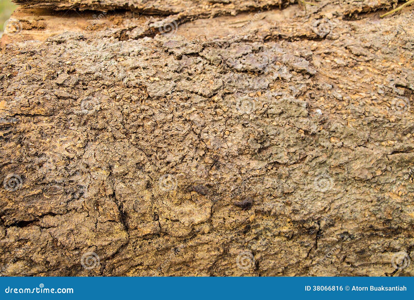 Tree surface,bark texture stock photo. Image of closeup - 38066816