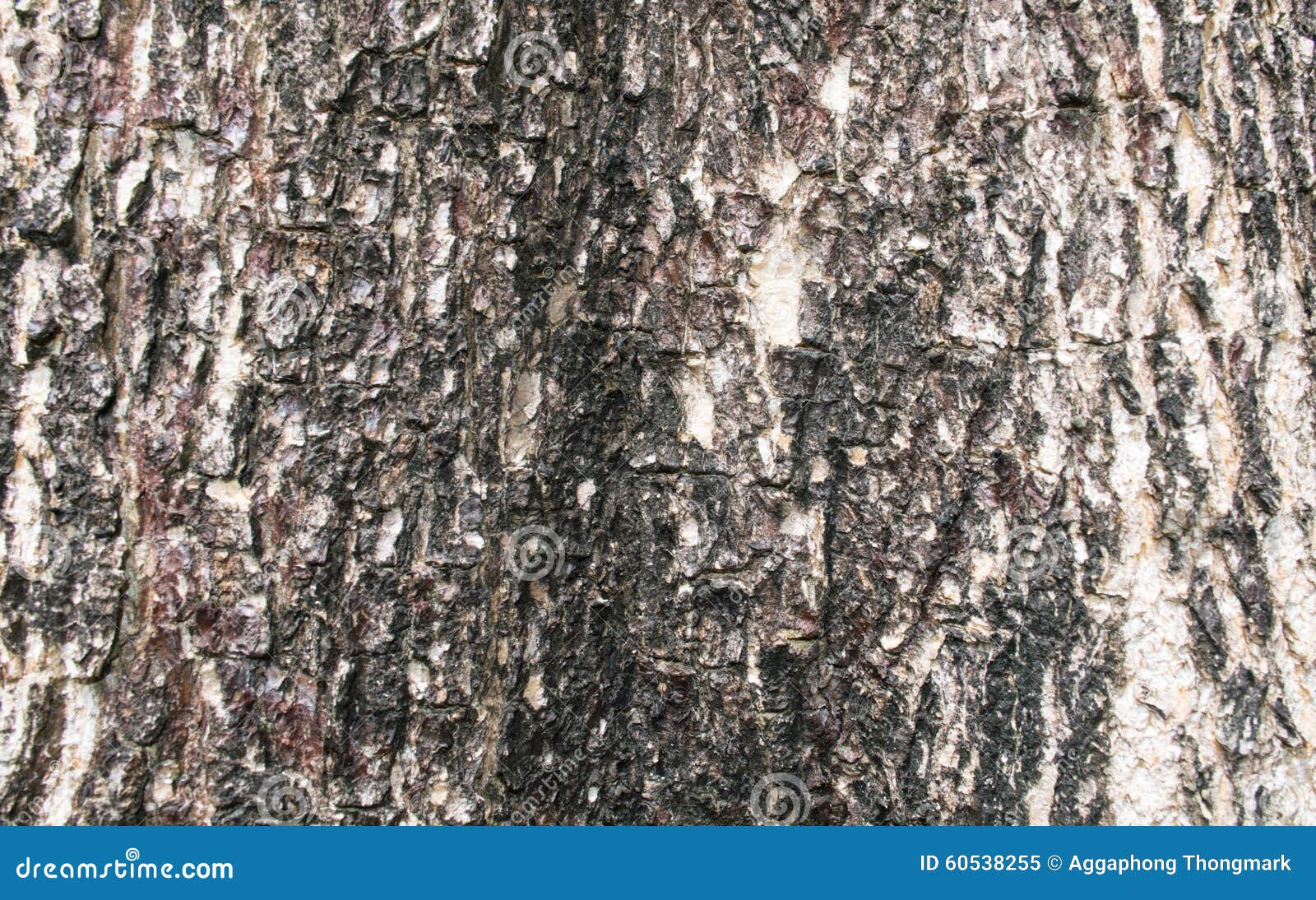 Tree surface stock image. Image of rough, surface, isolated - 60538255