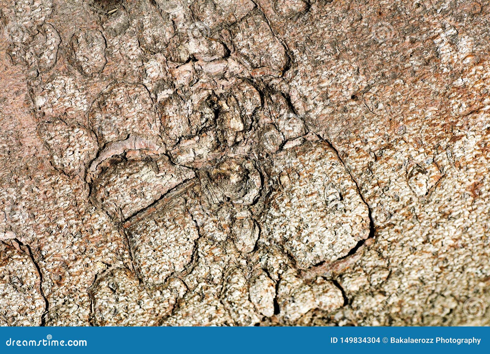 Tree Surface Macro Abstract Background 50,6 Megapixels 6480 with 4320 ...