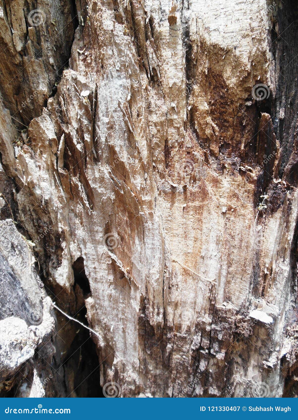 Tree Surface stock image. Image of surface, tree, forest - 121330407