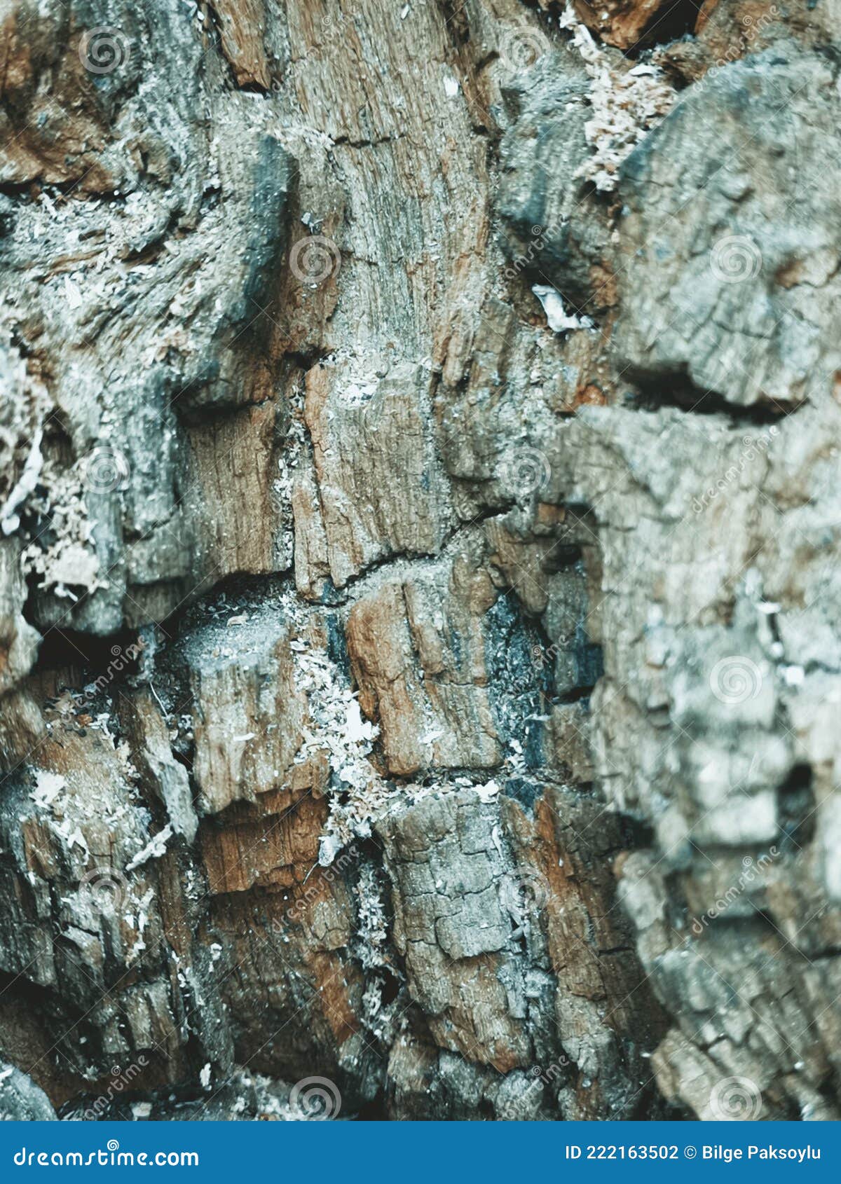 Tree Surface Patterns and Textures Stock Photo - Image of trees ...