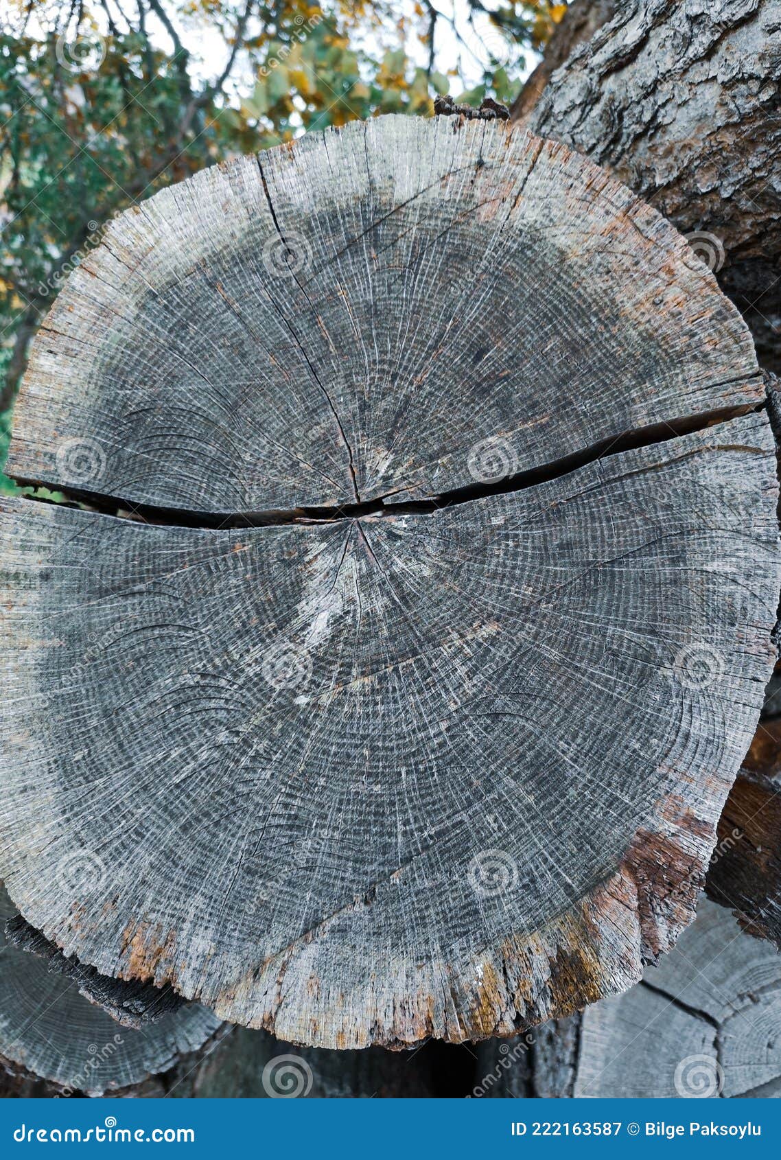 Surface Structure Tree Diagram Parts Of A Tree, Names And Th