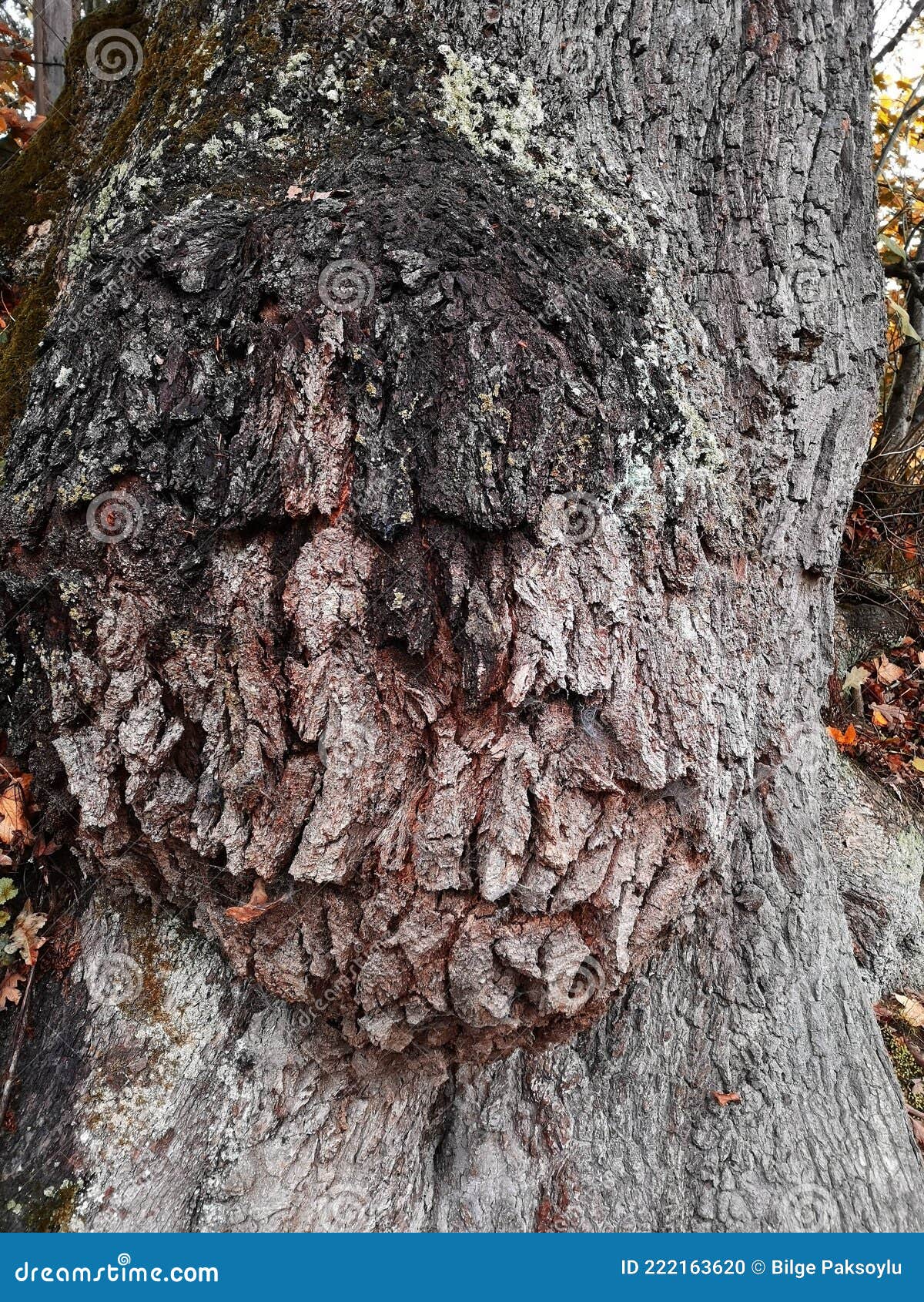 Tree Surface Patterns and Textures Stock Photo - Image of lumber ...