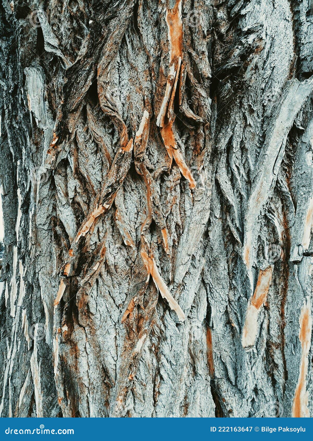 Tree Surface Patterns and Textures Stock Image - Image of trees, tree ...