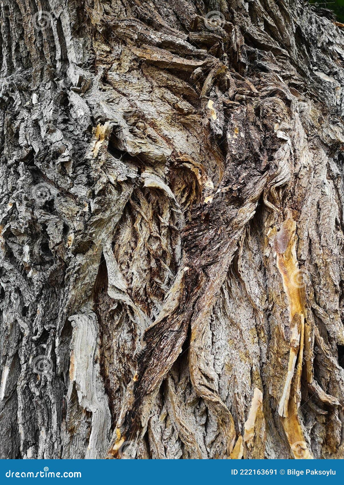 Tree Surface Patterns and Textures Stock Image - Image of wood, texture ...