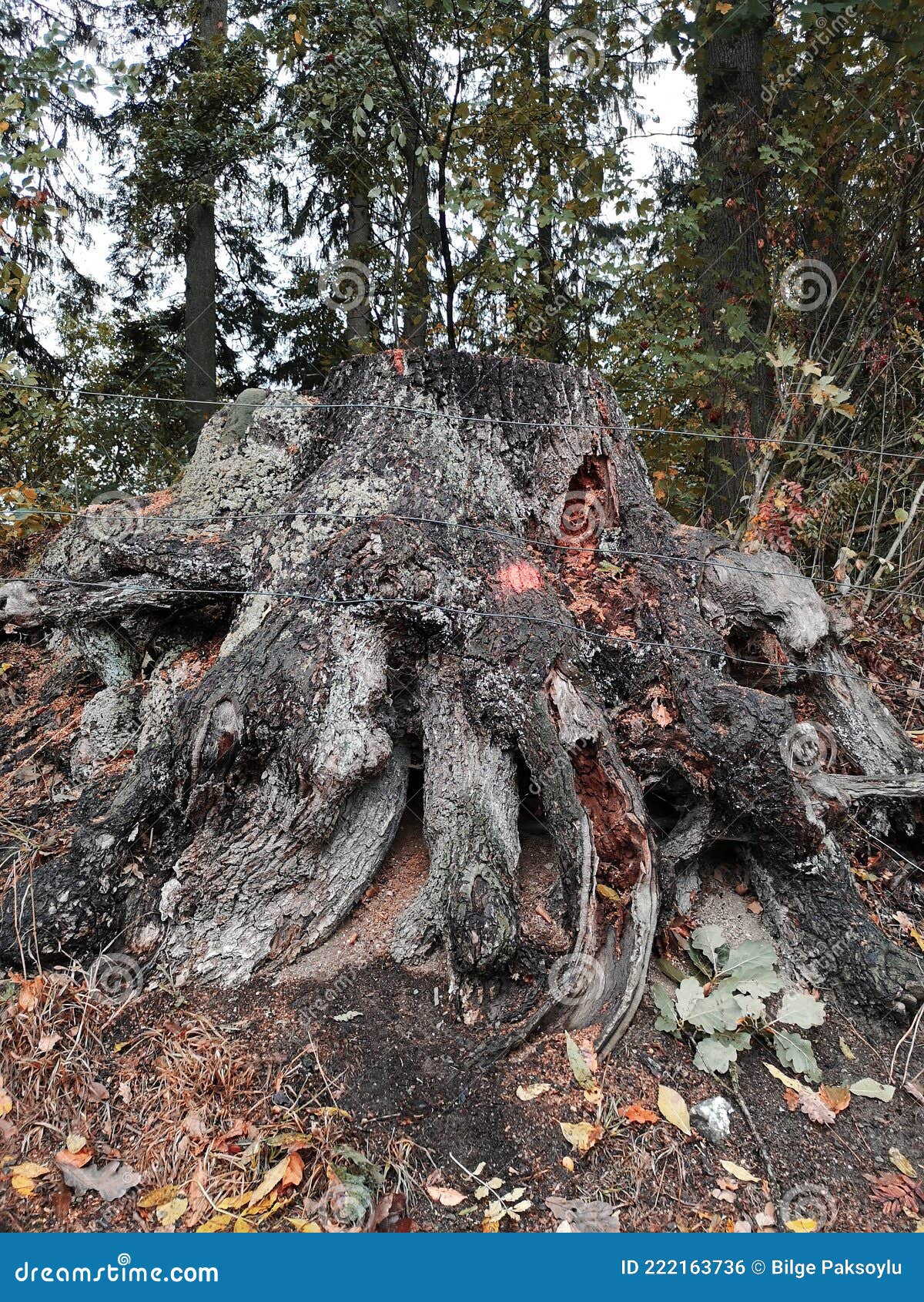 Tree Surface Patterns and Textures. Tree Root. Stock Photo - Image of ...