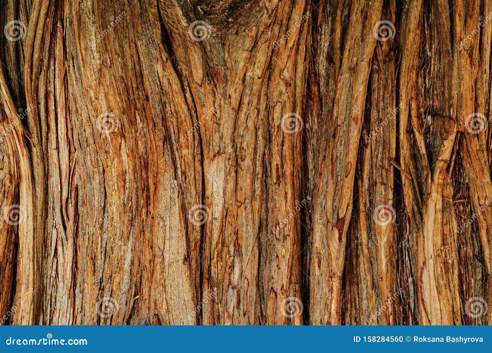 Tree surface texture stock photo. Image of closeup, decay - 158284560